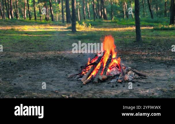 Evening Bonfire Burns in the Pine Forest in the Summer. Flaming ...