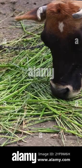 A cow is tied with an iron chain, eating grass from a concrete floor. A ...