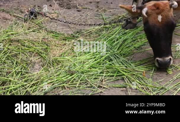 A cow is tied with an iron chain, eating grass from a concrete floor. A ...