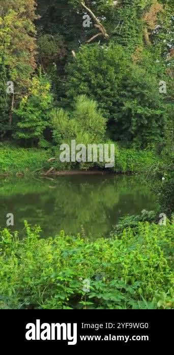River among trees Stock Videos & Footage - HD and 4K Video Clips - Alamy