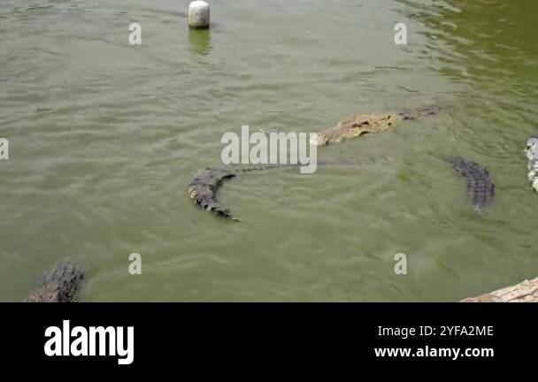 Feeding of crocodile Stock Videos & Footage - HD and 4K Video Clips - Alamy