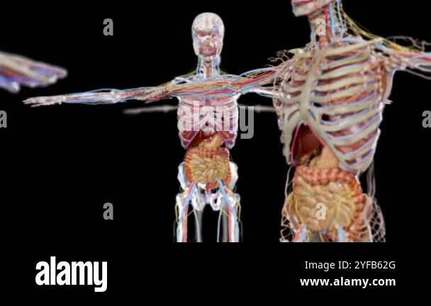 Human anatomy, internal organs and bones, respiratory and digestive and nervous venous ...
