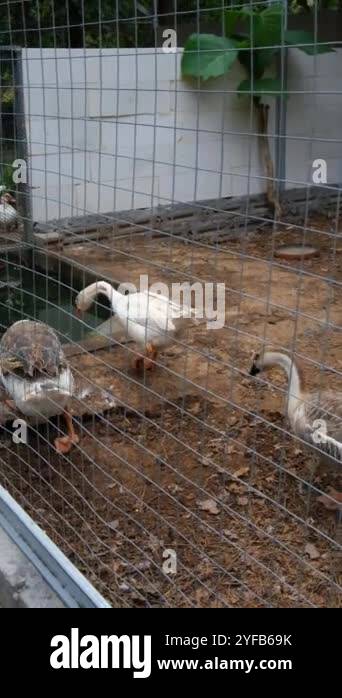 A cage on a village farm where geese are kept. They follow the leader ...