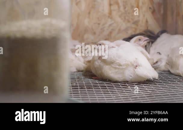 Little chicks and quail in a brooder with a heat lamp, chicks and quail ...
