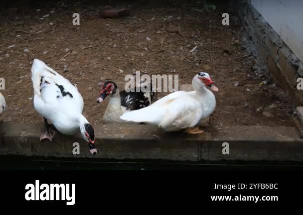 A cage on a rural farm where ducks and geese are kept. Ducks sit on a ...