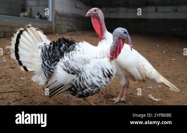Close up of two turkeys on a farm walking around the pen eating feed ...