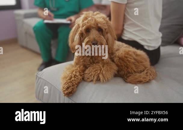 A labradoodle is resting at home with a man and woman in healthcare ...