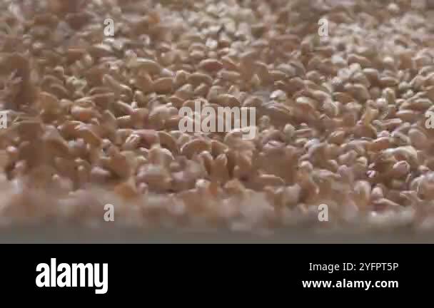 Macro. Mill complex. Wheat grain falls and moves in a pile of seeds on ...