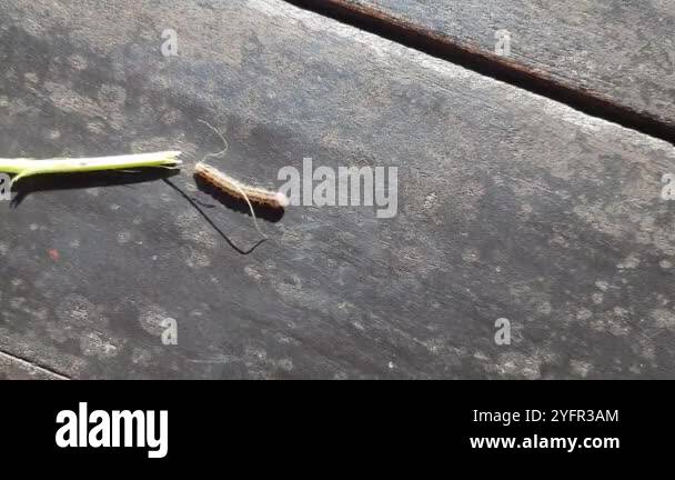 Pod borer attack on chickpea crop. Maruca vitrata is a tropical pest ...