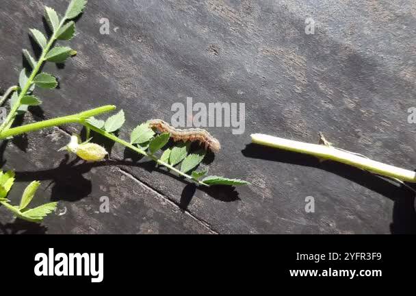 Pod borer attack on chickpea crop. Maruca vitrata is a tropical pest ...