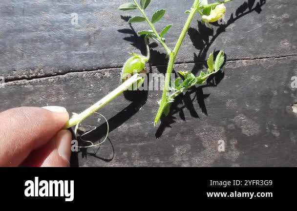 Pod borer attack on chickpea crop. Maruca vitrata is a tropical pest ...