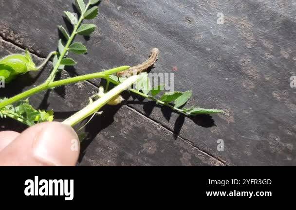 Pod borer attack on chickpea crop. Maruca vitrata is a tropical pest ...