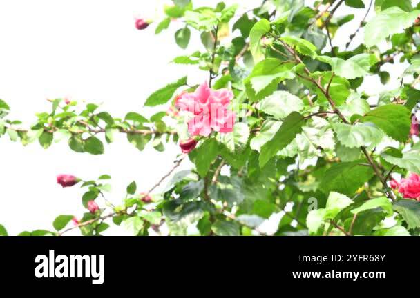 Hibiscus flower in plant. Hibiscusis a genus offlowering plantsin ...