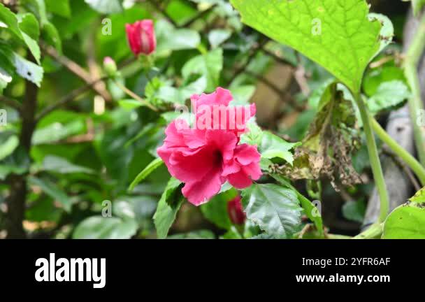 Hibiscus flower in plant. Hibiscusis a genus offlowering plantsin ...
