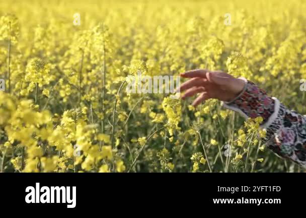Hand canola Stock Videos & Footage - HD and 4K Video Clips - Alamy