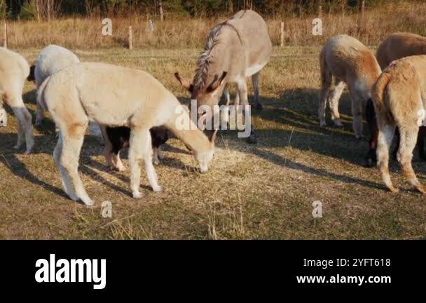 Farm animals, including alpacas, a goat, and donkeys, graze together on scattered feed in a ...