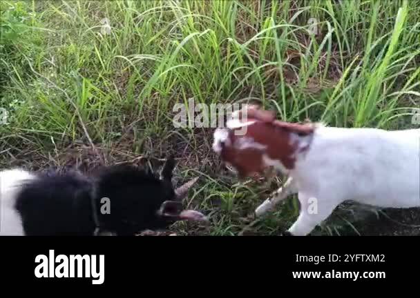 Fight fighting hierarchy horns Stock Videos & Footage - HD and 4K Video ...