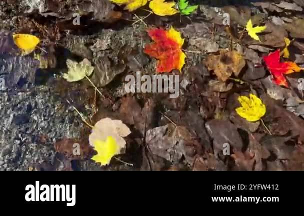 Autumn leaves in a crystal-clear stream with a single leaf drifting ...