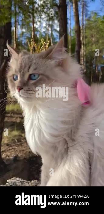 This video shows a fluffy, light-colored cat likely a Siberian or ...
