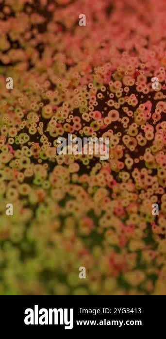Speckled red texture Stock Videos & Footage - HD and 4K Video Clips - Alamy