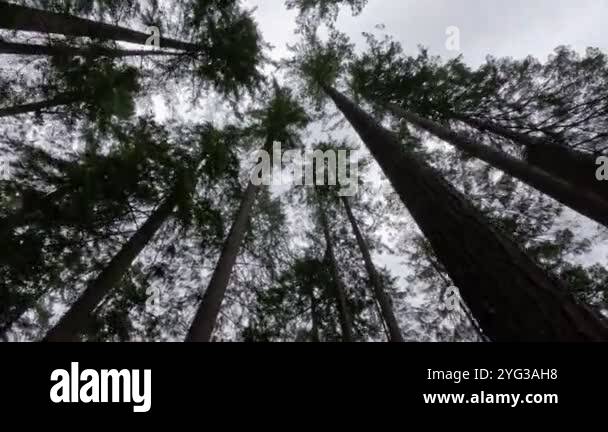 Tall trees in Capilano Suspension Bridge Park near Vancouver Stock ...