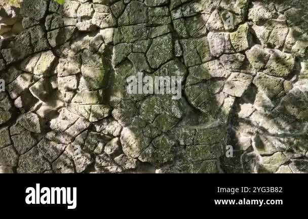 Leucite mineral rock Stock Videos & Footage - HD and 4K Video Clips - Alamy