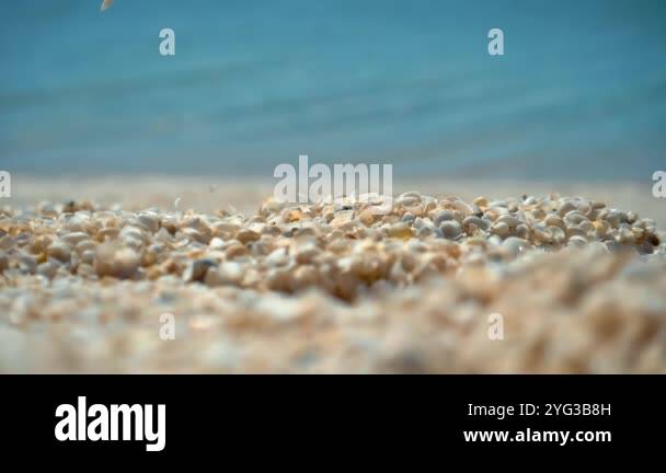 Shell beach and australia Stock Videos & Footage - HD and 4K Video ...