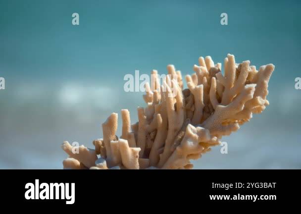 Coral reef red fire Stock Videos & Footage - HD and 4K Video Clips - Alamy