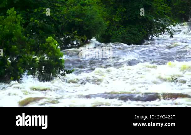 A turbulent river flows rapidly through dense tropical vegetation ...