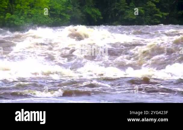 A raging tropical river with foamy waves flows rapidly through a dense ...