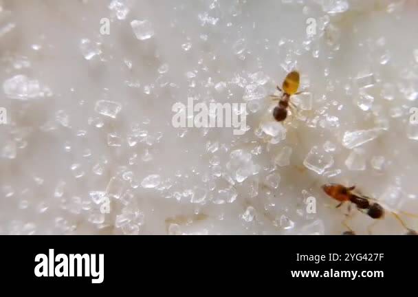 Ants are eating food like sugar, palm candy, salt, etc in the kitchen ...