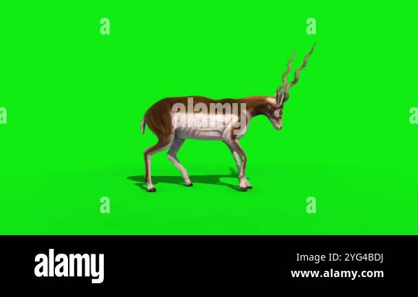 Indian antelope species Stock Videos & Footage - HD and 4K Video Clips ...