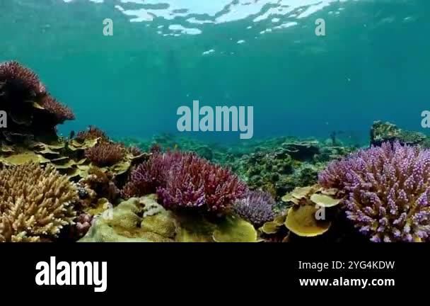 Fish scenery tropical blue sea Stock Videos & Footage - HD and 4K Video ...