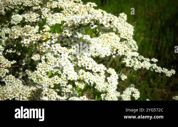Reeves spirea flowers Stock Videos & Footage - HD and 4K Video Clips ...