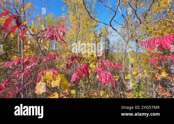 Autumn yellow leaves swinging on the wind. Fall nature and forest ...