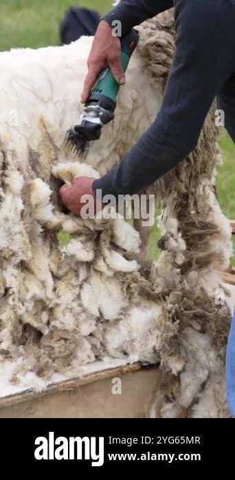 Farmer cutting wool Stock Videos & Footage - HD and 4K Video Clips - Alamy