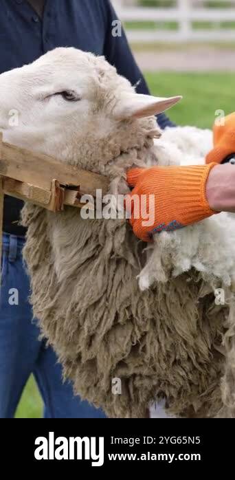 Sheep shearing equipment Stock Videos & Footage - HD and 4K Video Clips ...