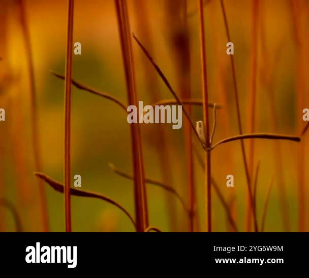 Close-up of tall, dry stems of grass in a warm golden light, capturing ...
