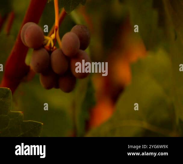 Close-up of a cluster of grapes on the vine, bathed in warm golden ...