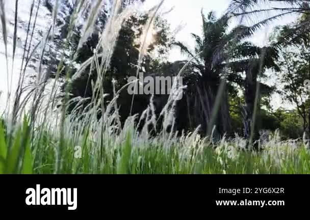 Cogongrass imperata cylindrica Stock Videos & Footage - HD and 4K Video ...