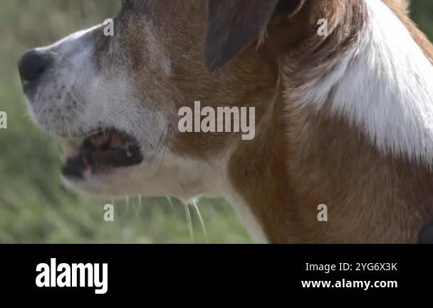 Side profile jack russell Stock Videos & Footage - HD and 4K Video ...