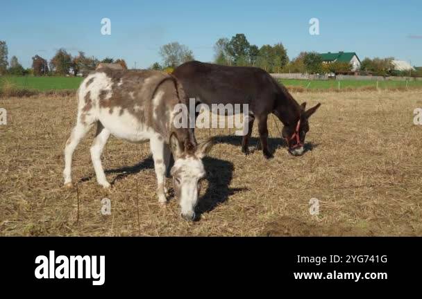 A pair of domestic donkeys graze and eat grass in a rural pasture ...
