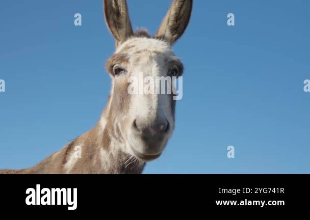 The light-furred donkey is winking against the blue sky. Close-up of a ...