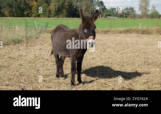 A domestic donkey stands in a rural pasture and shakes its ears to ward ...
