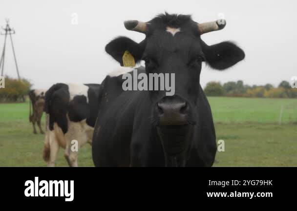 Alert cattle Stock Videos & Footage - HD and 4K Video Clips - Alamy
