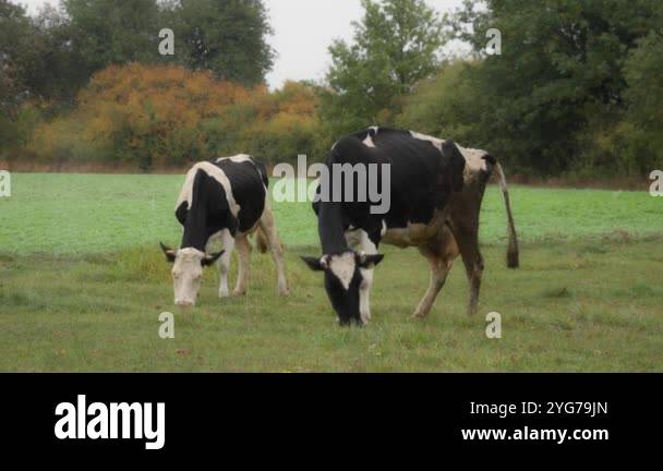 Tail cattle Stock Videos & Footage - HD and 4K Video Clips - Alamy