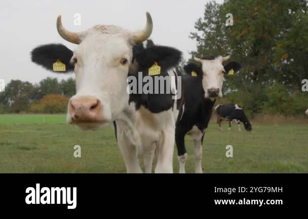 The Holstein dairy cow cautiously and timidly sniffs with curiosity and ...