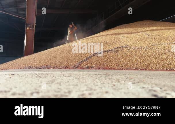 Grain sampling Stock Videos & Footage - HD and 4K Video Clips - Alamy