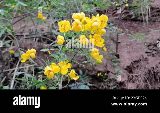 Senna tora (Cassia tora, tora, sickle senna, sickle pod, tora, coffee ...