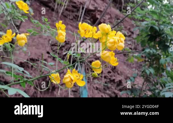 Senna tora plant Stock Videos & Footage - HD and 4K Video Clips - Alamy